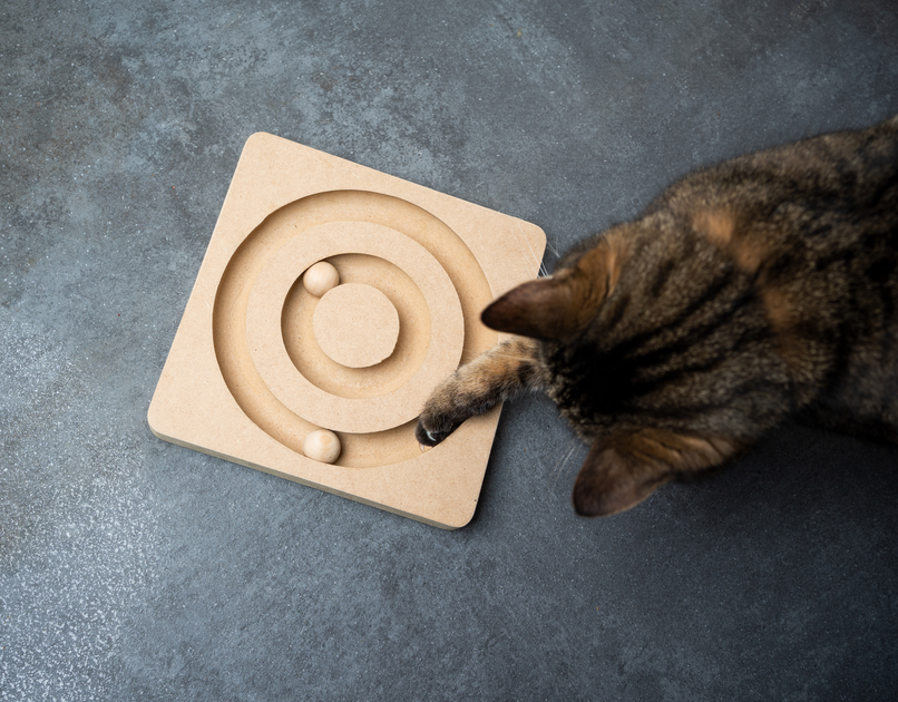 The Top 5 Interactive Toys For Cats: How To Кeep Your Feline Entertain ...